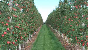 Unifrutti taps Tevel’s AI-powered fruit-picking robots | OurCrowd