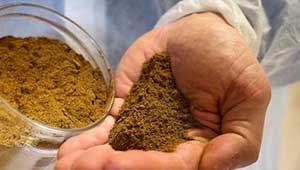 Lotte, Ÿnsect to develop insect-based food products for humans | OurCrowd
